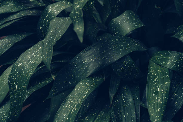 Lier Pictures | Download Free Images on Unsplash
