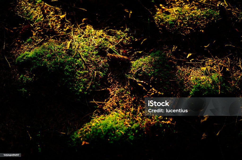 Mossy Forest Floor Stock Photo - Download Image Now - Beauty In Nature ... Mossy Forest Floor Stock Photo - Download Image Now - Beauty In Nature ...