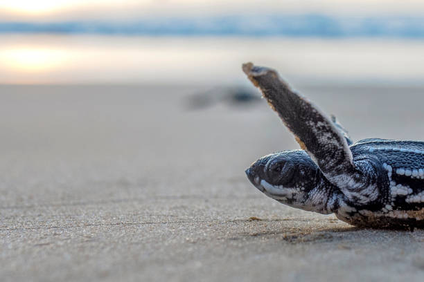 Leatherback Turtle Pictures | Download Free Images on Unsplash