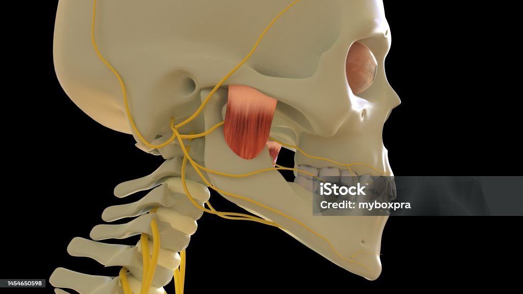 Foto De Anatomia Do Músculo Profundo De Masseter Para Renderização 3d