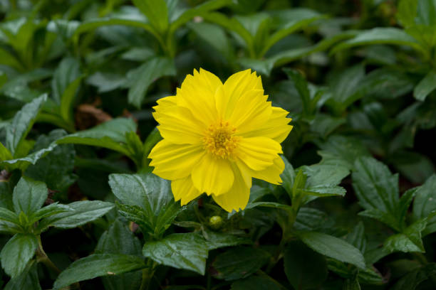 Fower Pictures | Download Free Images on Unsplash