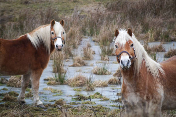Free Stock Photo of Two Horses Standing Together | Download Free Images ...