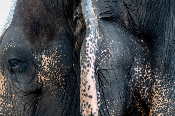 Elephant Skin Pictures | Download Free Images on Unsplash