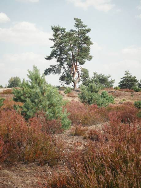Pagan Landscape Nature - Free photo on Pixabay