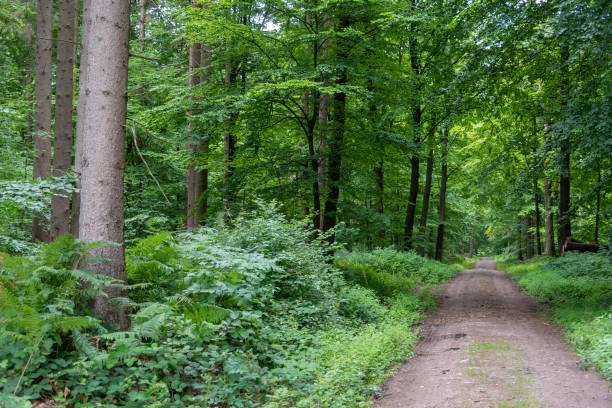Waldweg Pictures | Download Free Images on Unsplash