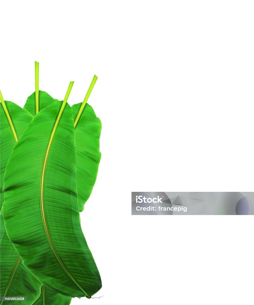 Daun Pisang Segar Terisolasi Di Atas Putih Foto Stok Unduh Gambar Sekarang Alam Daun