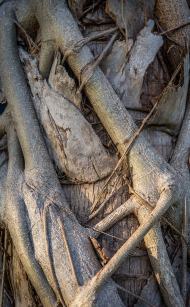 Tangle Pictures | Download Free Images on Unsplash