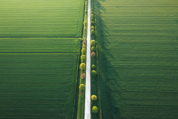Free Stock Photo of Tree-Lined Road in a Field | Download Free Images ...