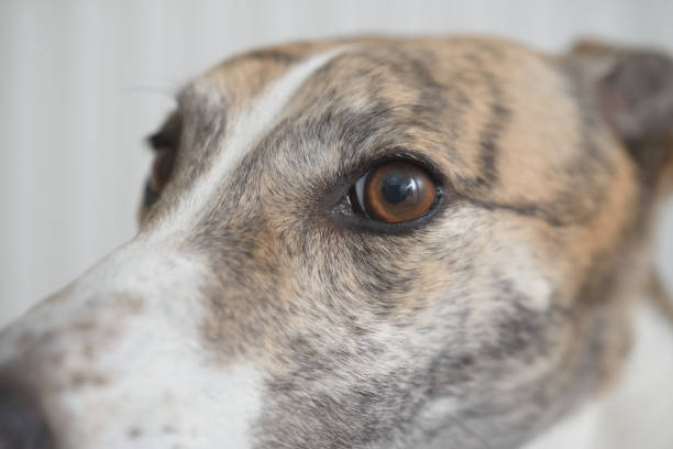 999+ Hazel Eye Pictures | Download Free Images on Unsplash