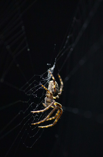 Bidikan Makro Vertikal Araneus Genus Labalaba Tenun Bola Biasa Foto ... Bidikan Makro Vertikal Araneus Genus Labalaba Tenun Bola Biasa Foto ...