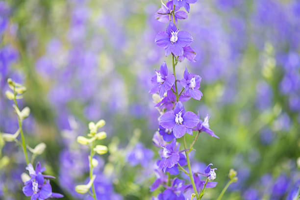 Free picture: pale, larkspur, flower
