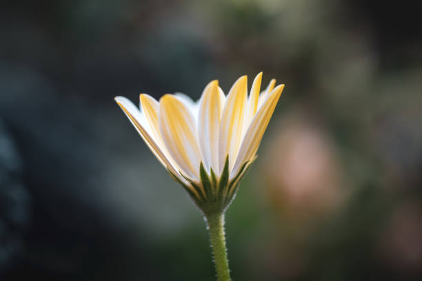 Free Stock Photo of Close-up of daisy flower from below with blurred ...