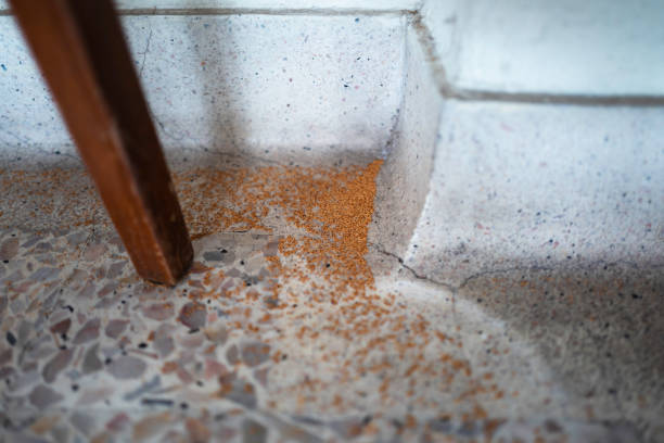 Pest Control Services Pictures | Download Free Images on Unsplash