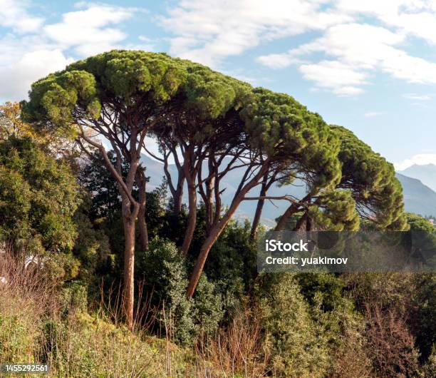 Pohon Pinus Batu Di Lereng Bukit Dengan Ketinggian Penuh Di Bawah Tampilan Sisi Langit Biru Foto