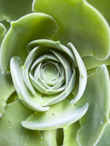 500+ Succulents Pictures [HD] | Download Free Images on Unsplash
