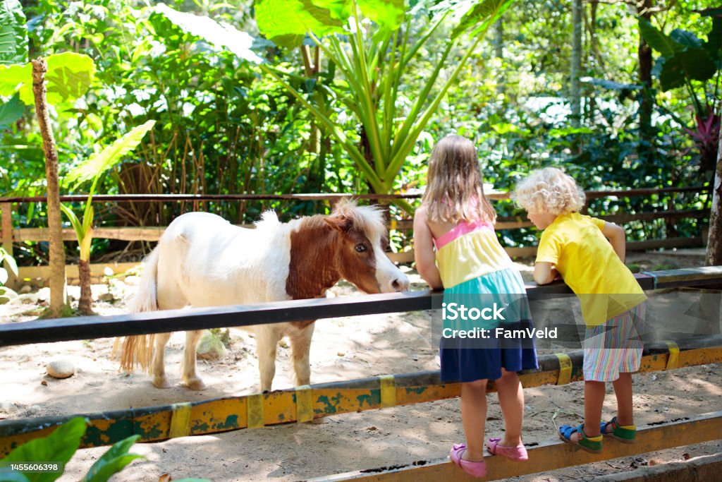 Child Riding Horse Kids Ride Pony Stock Photo - Download Image Now ... Child Riding Horse Kids Ride Pony Stock Photo - Download Image Now ...
