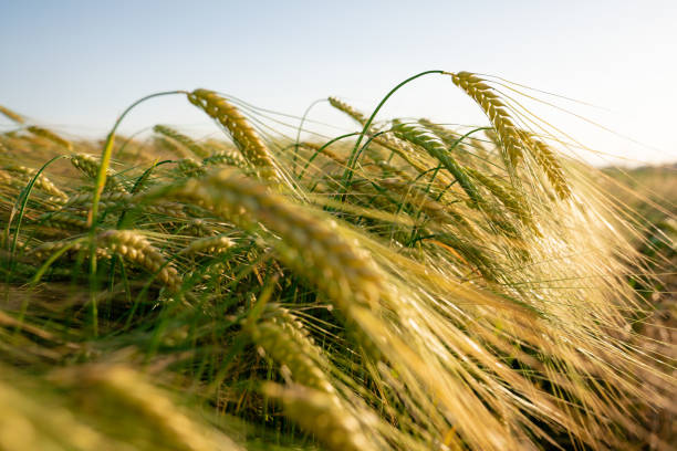Free picture: Wheat herb on wheatfield on wind close-up