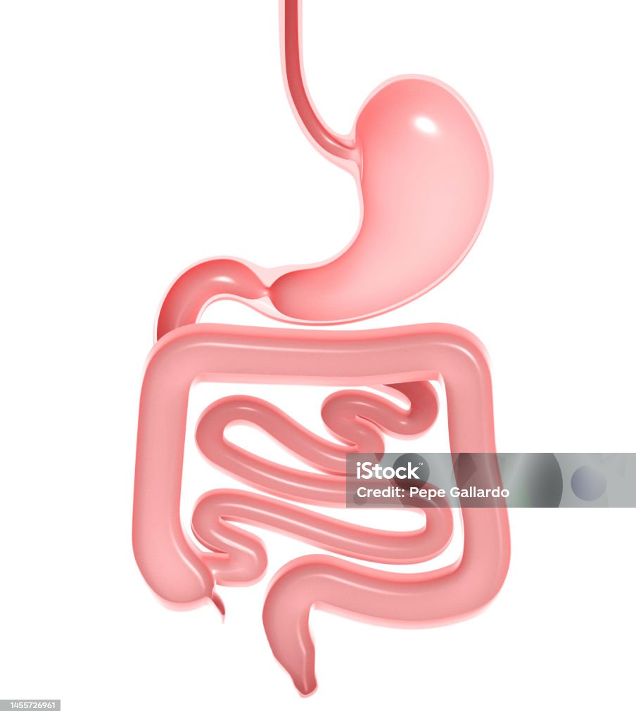 Ilustración Anatómica 3d Del Sistema Digestivo Estómago Intestino Grueso Y Delgado Foto De Stock