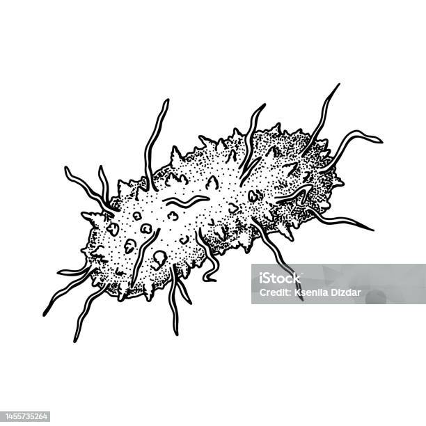 Hand Drawn Black Death Plague Virus Isolated On White Background