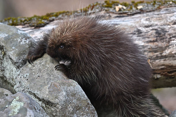 Free picture: Porcupine animal side view of rodent in natural habitat
