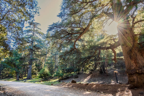 Ifrane Pictures | Download Free Images on Unsplash