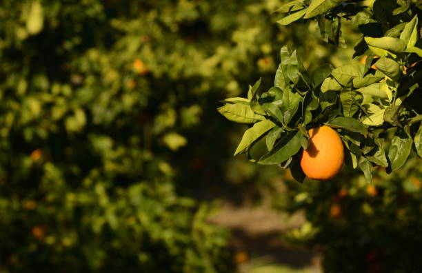 1000+ Orange Tree Pictures | Download Free Images on Unsplash
