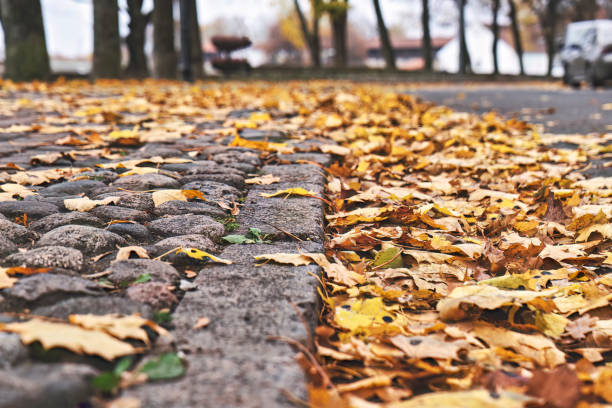Free picture: pebbles, leaves, maple, wet, ground, autumn season, leaf ...