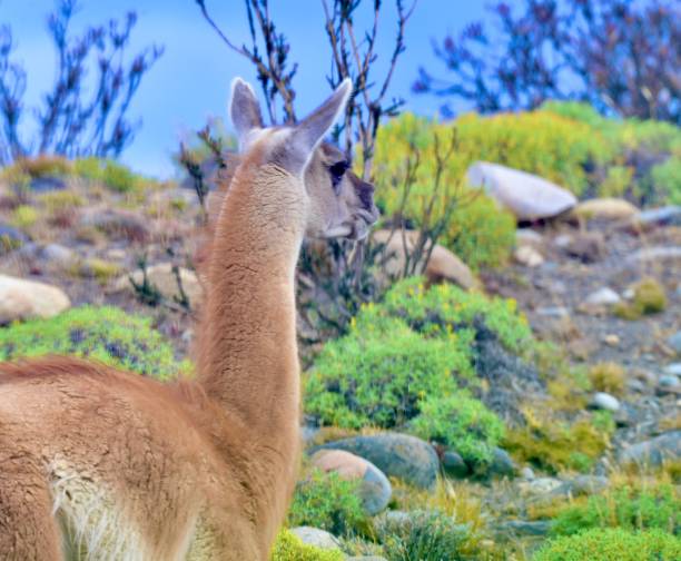 Guanaco Pictures | Download Free Images on Unsplash