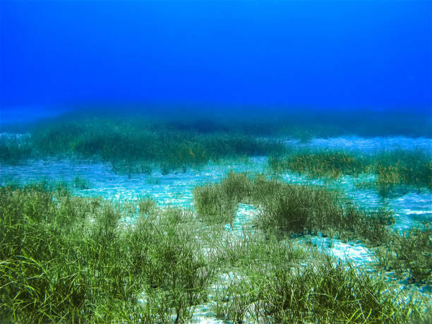Seagrass Pictures | Download Free Images on Unsplash