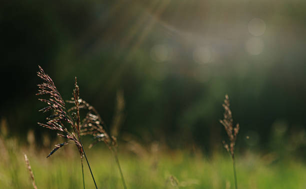 Free picture: Wild grass plants in meadow on sunny day