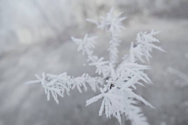 Free Stock Photo of Small bush covered with snow | Download Free Images ...