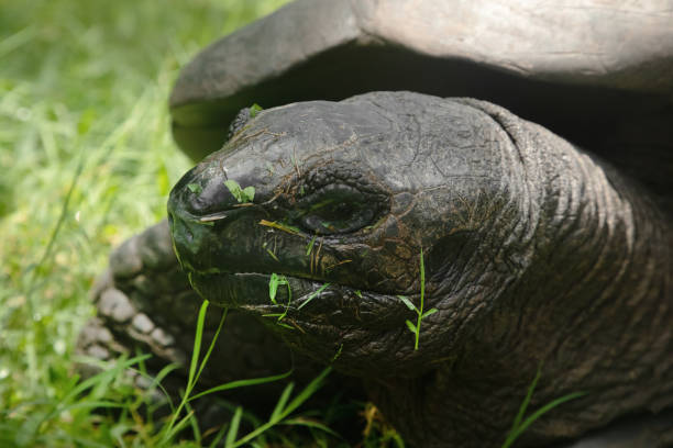 Free picture: Close-up of head of giant turtle Galpagos giant tortoise ...