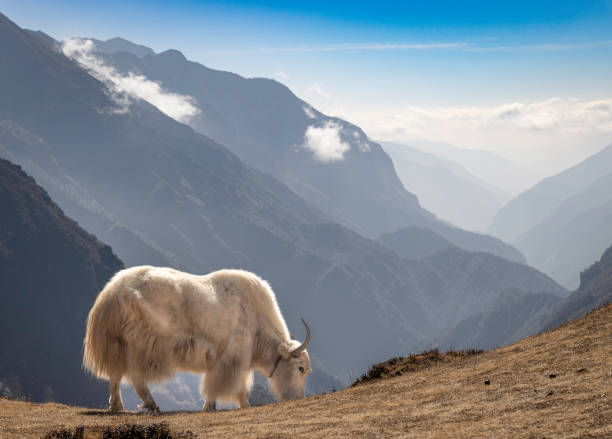 500+ Free Himalayan Yak & Yak Images - Pixabay
