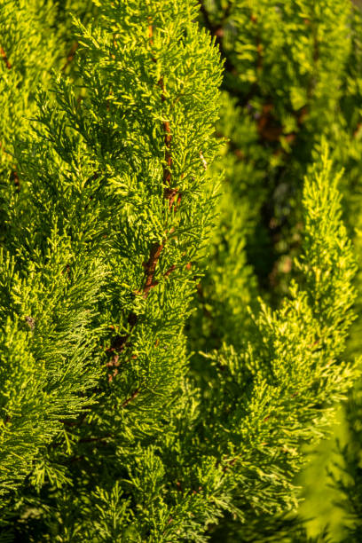 Free Stock Photo of Lush evergreen cypress foliage texture | Download ...