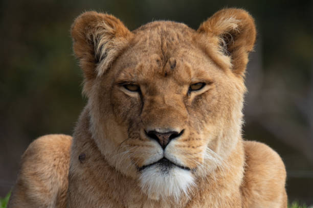 Free picture: Lioness (Panthera leo) standing in zoo close-up