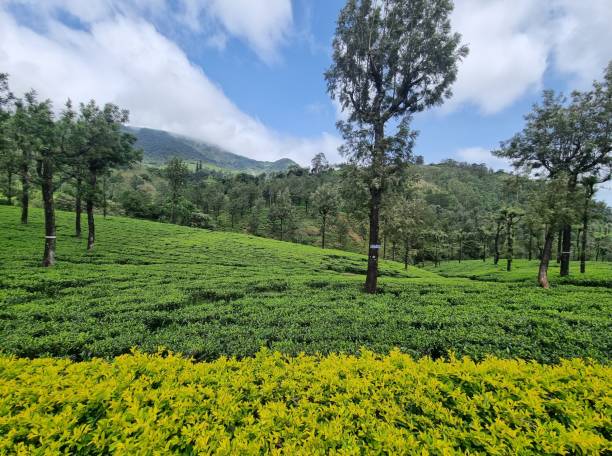 Valparai Pictures | Download Free Images on Unsplash