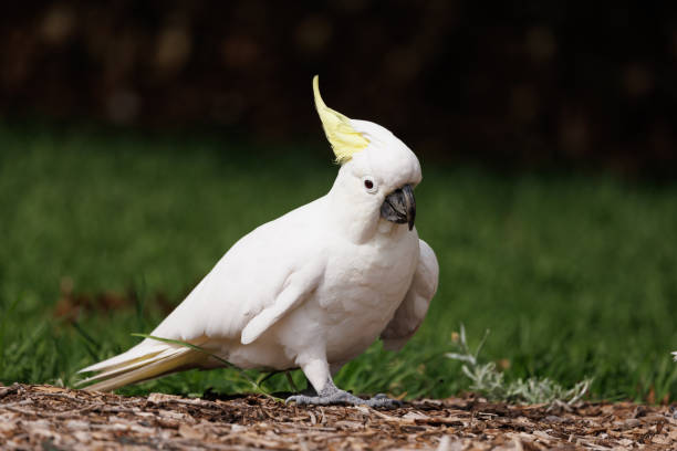 1000+ White Parrot Pictures | Download Free Images on Unsplash
