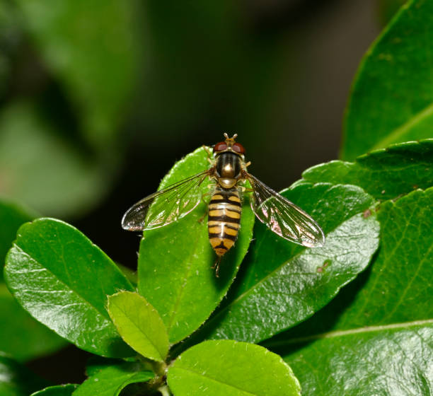 Free picture: Marmalade hoverfly (Episyrphus balteatus) fly insect on ...