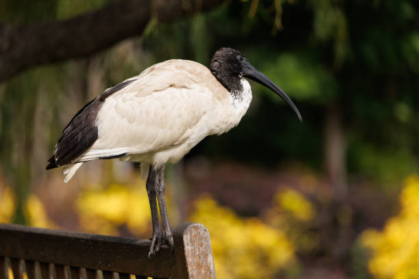Ibis Pictures | Download Free Images on Unsplash