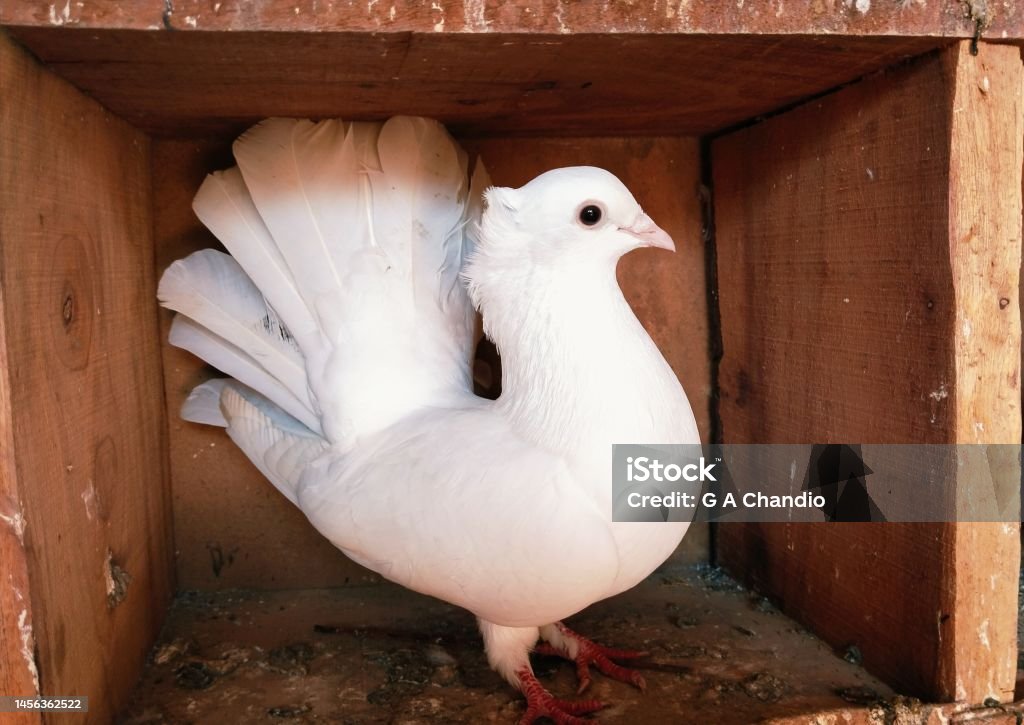 Indian Fantail Pigeon Kabutar Cute White Fancypigeon Kabootar Bird ... Indian Fantail Pigeon Kabutar Cute White Fancypigeon Kabootar Bird ...