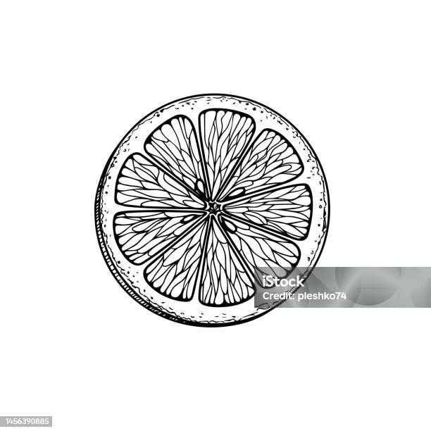 Sketsa Yang Digambar Tangan Gaya Lemon Slice Ilustrasi Retro Buah Jeruk ... Sketsa Yang Digambar Tangan Gaya Lemon Slice Ilustrasi Retro Buah Jeruk ...