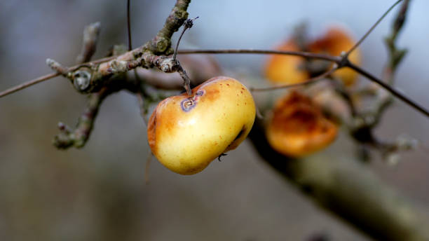 Apple Ecosystem Pictures | Download Free Images on Unsplash