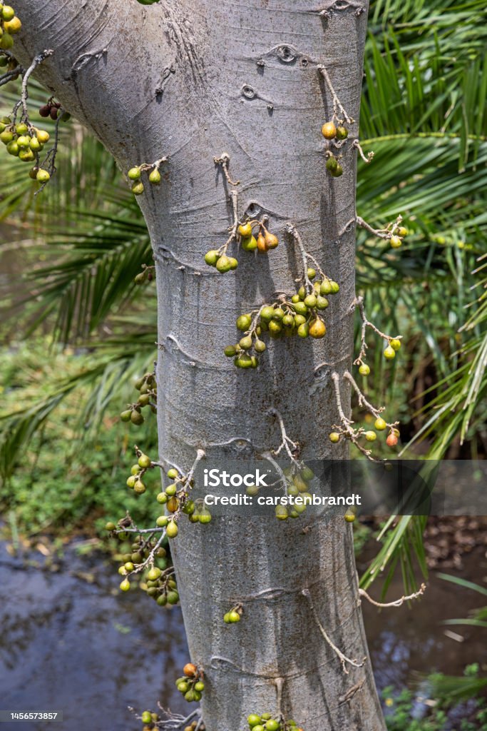 Pohon Ara Dengan Buahbuahan Tumbuh Di Batang Pohon Foto Stok Unduh Gambar Sekarang Istock