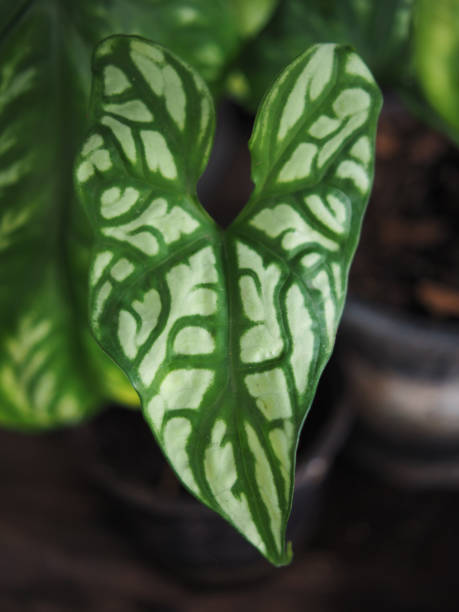Leafe Pictures | Download Free Images on Unsplash