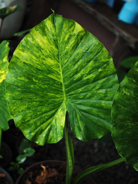 Leafe Pictures | Download Free Images on Unsplash