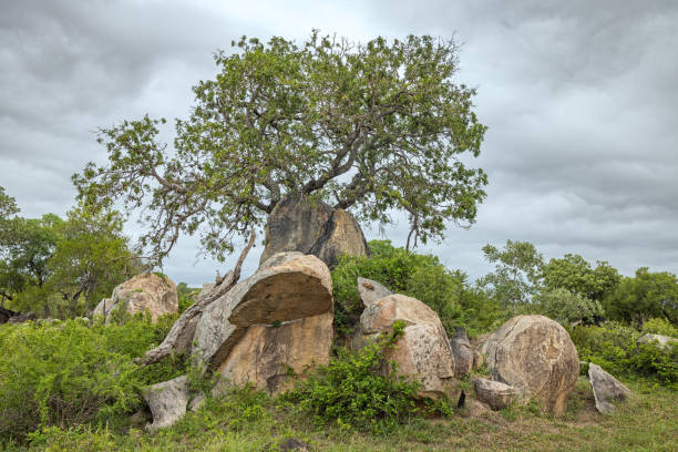 Free Stock Photo of Large Rock With Trees in Background | Download Free ...