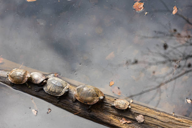 Free picture: autumn season, forest, turtle, animal, reptile, leaf ...