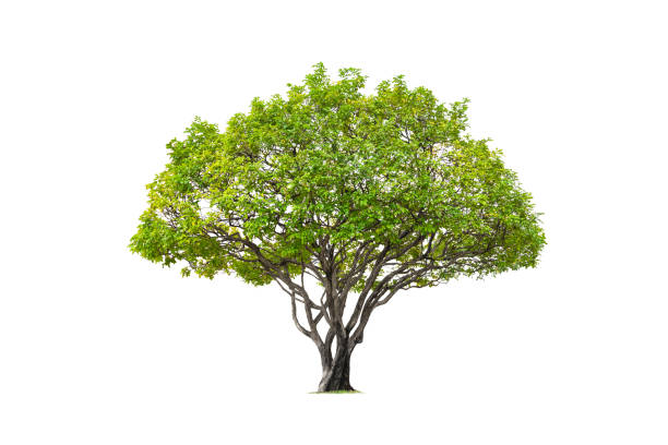 200,000+ Free Tree & Nature Photos - Pixabay