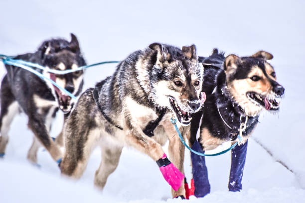 Free Stock Photo of Group of Dogs Pulling Sled Through Snow | Download ...