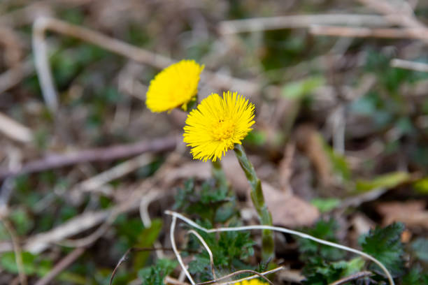 Flovers Pictures | Download Free Images on Unsplash